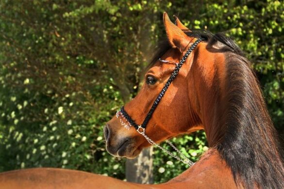 Arabisches Halbblut im Rasseportrait | ehorses Magazin