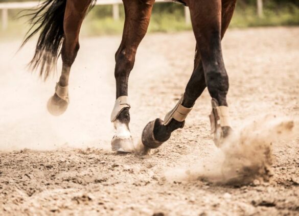 ehorses Magazin: Alles zu Pferderassen, -sportarten & -wissen