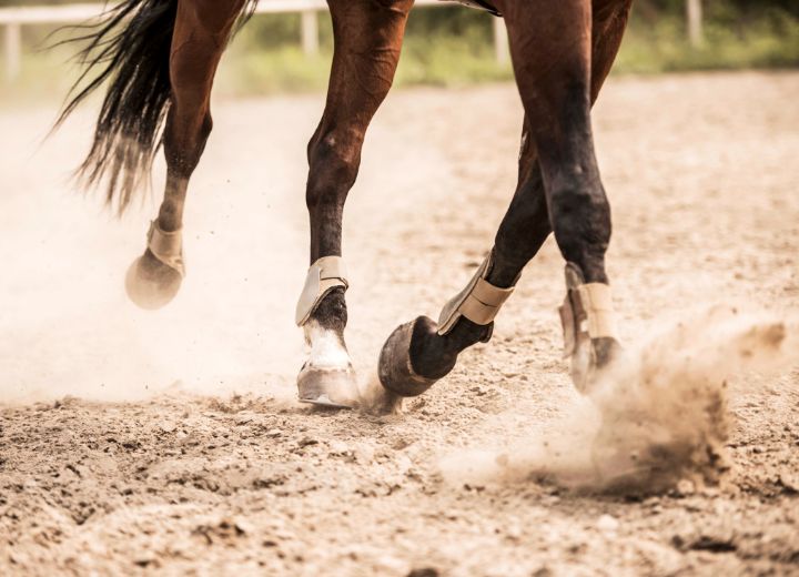 Ataxie beim Pferd: Gestörte Bewegungsabläufe I ehorses Magazin