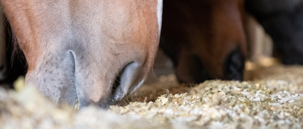 Rübenschnitzel für's Pferd: Wirkung & Fütterungsempfehlung