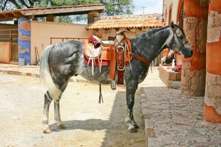 Criollo Pferde im Rasseportrait | ehorses Magazin