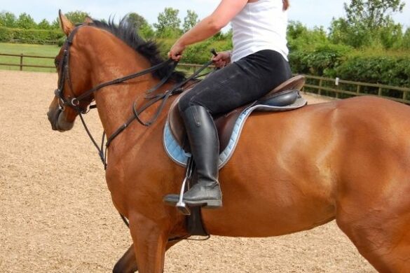 Balance Pad für's Pferd: Wirkung & Übungen | ehorses Magazin