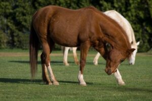 Balance Pad für's Pferd: Wirkung & Übungen | ehorses Magazin