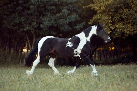 Friesenpferd im Rasseportrait | ehorses Magazin