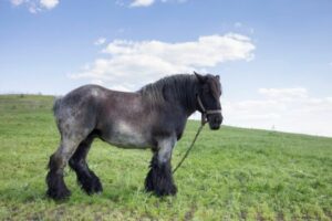 Belgisches Warmblut im Rasseportrait | ehorses. Magazin