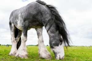 Belgisches Kaltblut im Rasseportrait | ehorses Magazin