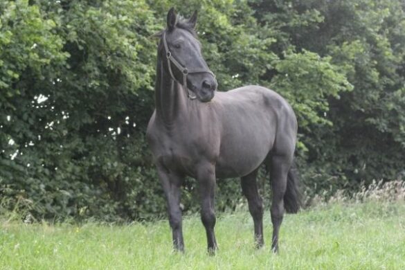 Belgisches Warmblut im Rasseportrait | ehorses. Magazin