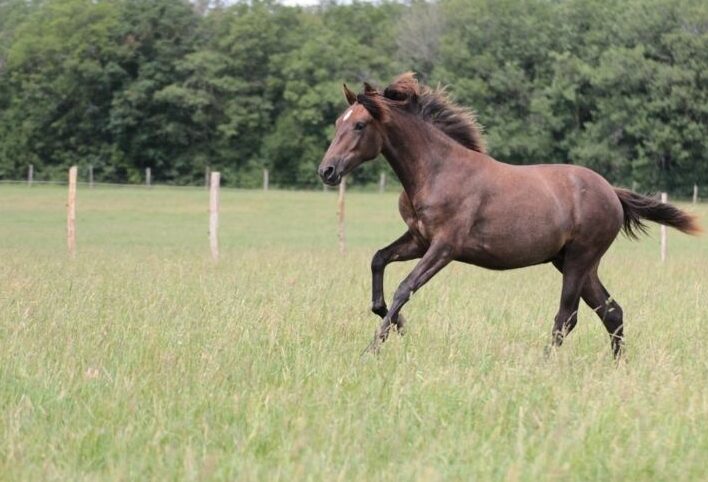 Berber Pferd im Rasseportrait | ehorses.de