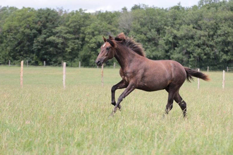 Berber Pferd im Rasseportrait | ehorses.de