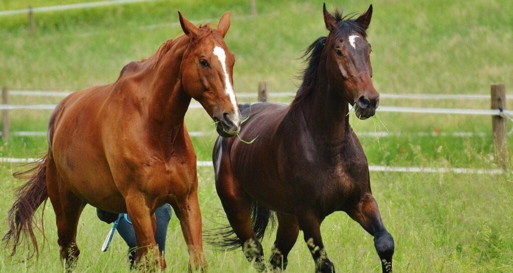 Körperbau beim Pferd: Das Exterieur | ehorses Magazin