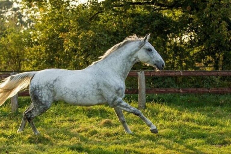 Polnisches Warmblut im Rasseportrait | ehorses.de