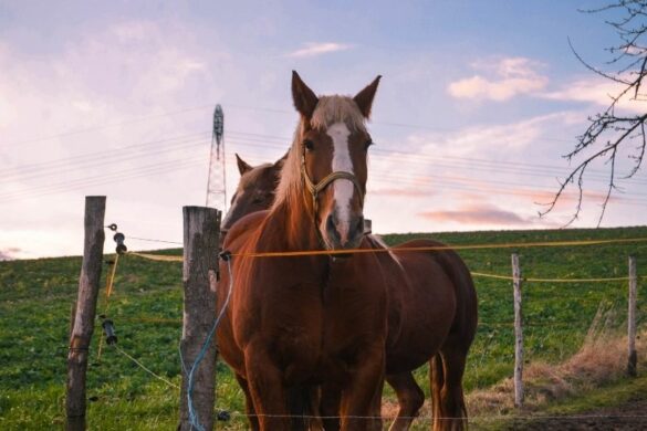 Polnisches Warmblut im Rasseportrait | ehorses.de