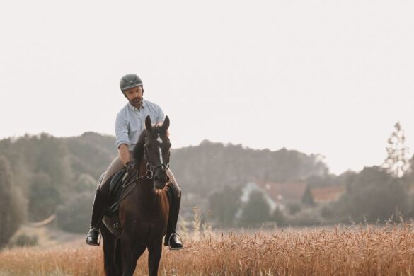 Halla: Leben & Erfolge des Springpferds | ehorses Magazin