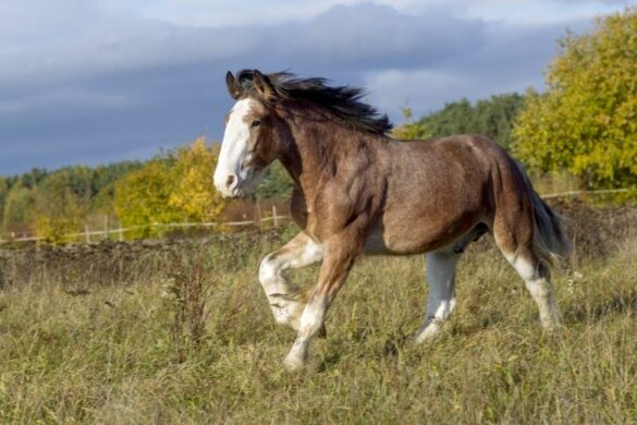 Kaltblüter: Rassen, Eigenschaften & Einsatz | ehorses Magazin