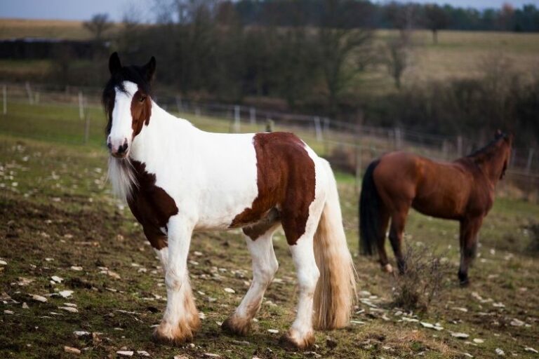 Tinker im Rasseportrait | ehorses Magazin