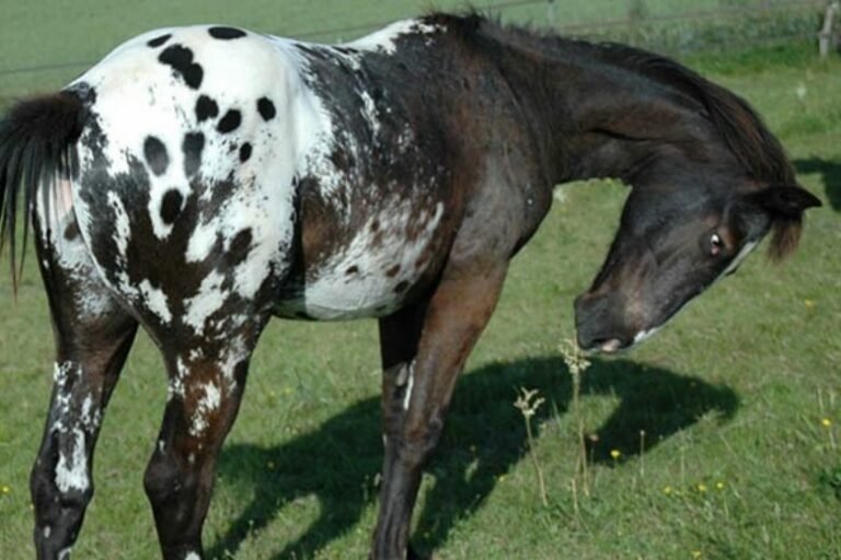 Berber Pferd im Rasseportrait | ehorses.de