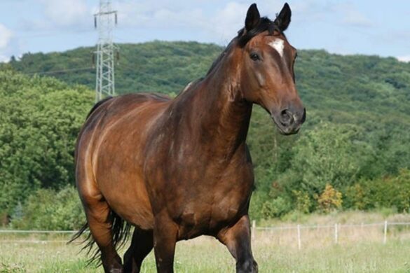 Tschechisches Warmblut im Rasseportrait