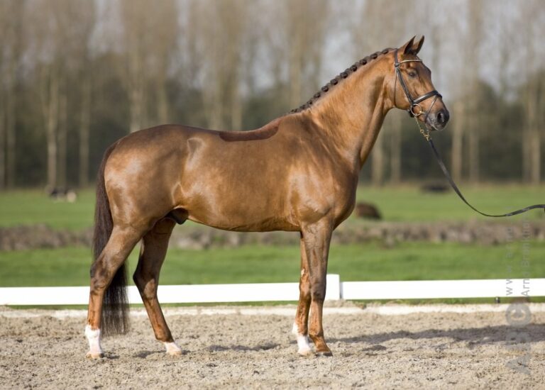 Der Deckhengst Weltmeyer im Portrait-