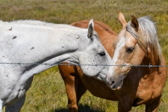 Deckhengste - Merkmale und Eignung | ehorses Magazin