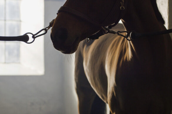 Schlundverstopfung beim Pferd I ehorses Magazin