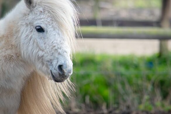 Wildpferde in Deutschland: Diese gibt es! I ehorses Magazin
