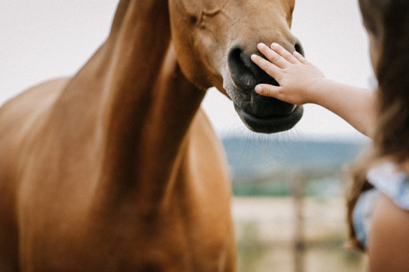 Pferdenamen mit Bedeutung von A bis Z | ehorses Magazin