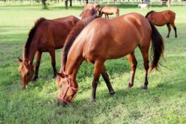 Halla: Leben & Erfolge des Springpferds | ehorses Magazin