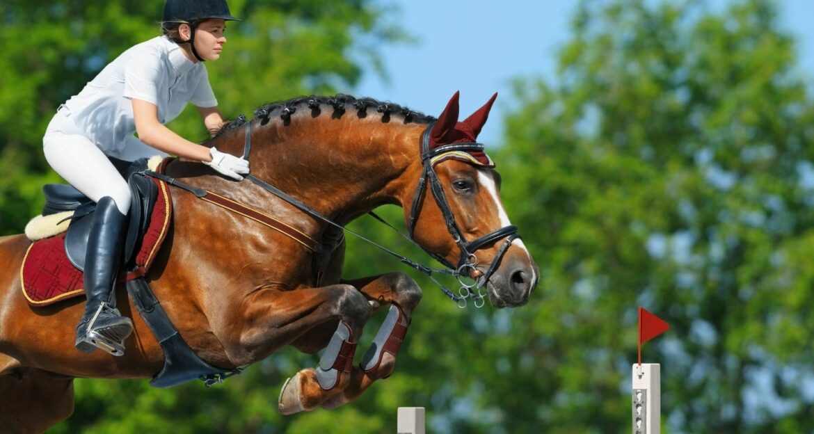 Halla: Leben & Erfolge des Springpferds | ehorses Magazin