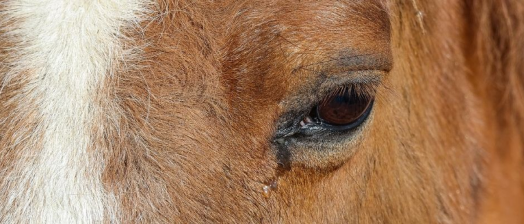 Equines Sarkoid - der Hauttumor beim Pferd - ehorses Magazin