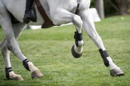 Halla: Leben & Erfolge des Springpferds | ehorses Magazin