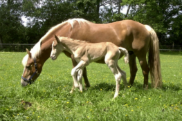 Senner Pferd im Rasseportrait