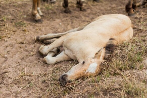 Die Pferdearten im Überblick - ehorses Magazin