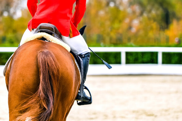 Halla: Leben & Erfolge des Springpferds | ehorses Magazin