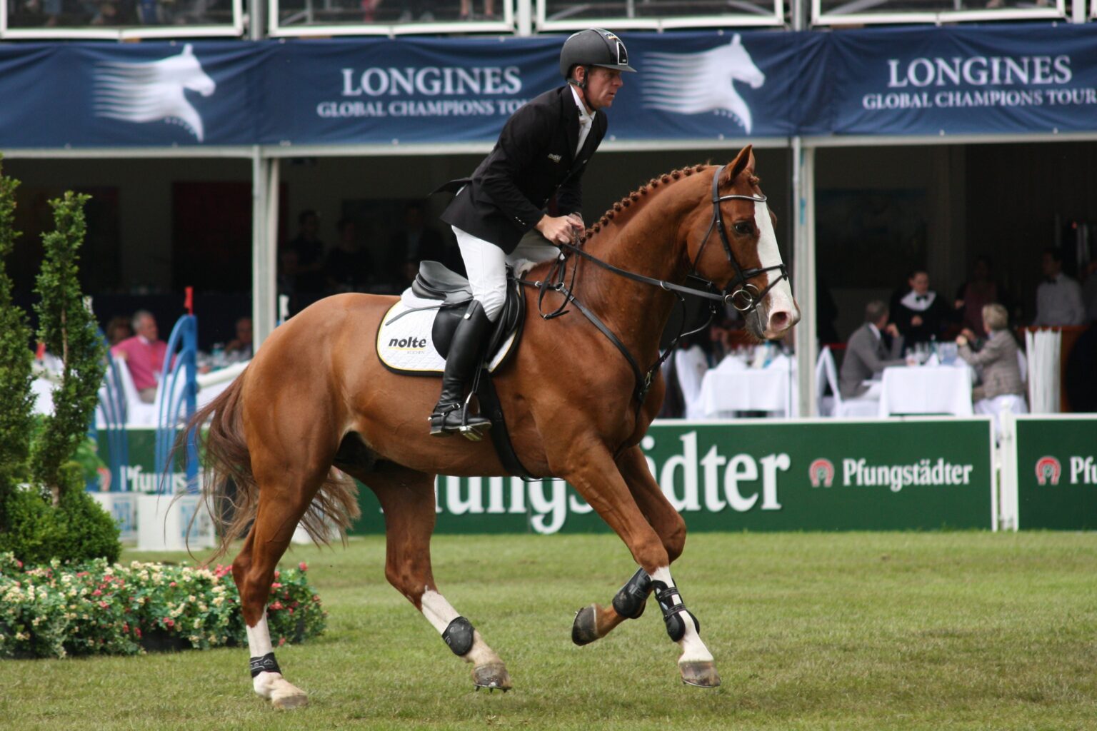 Holsteiner Pferde im Rasseportrait | ehorses Magazin