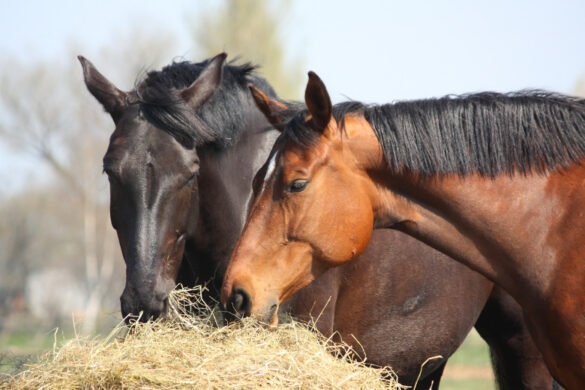 Die Pferdearten im Überblick - ehorses Magazin