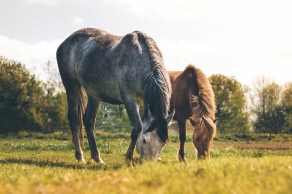 Was fressen Pferde? Die richtige Fütterung | ehorses.de Magazin