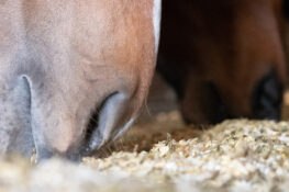 Obst & Gemüse für Pferde: Tabelle zeigt, was erlaubt ist | ehorses Magazin