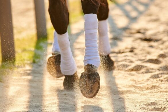 Milben beim Pferd: Symptome und Behandlung I ehorses Magazin