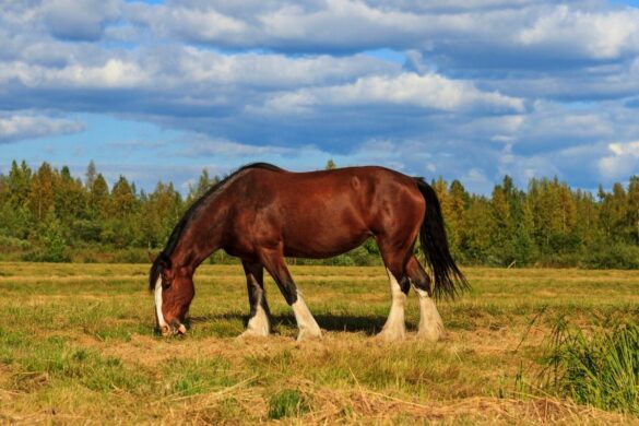 Halla: Leben & Erfolge des Springpferds | ehorses Magazin