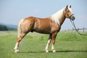 Criollo Pferde im Rasseportrait | ehorses Magazin