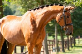 Holsteiner Pferde im Rasseportrait | ehorses Magazin