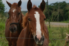 Halla: Leben & Erfolge des Springpferds | ehorses Magazin