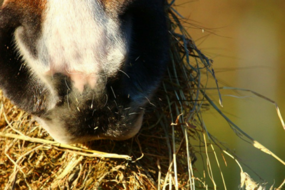 Was fressen Pferde? Die richtige Fütterung | ehorses.de Magazin