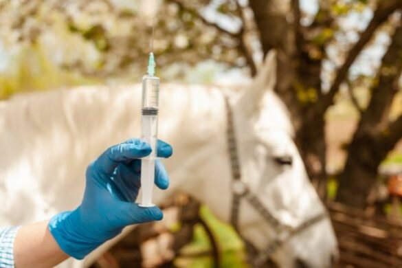 Das schnellste Pferd der Welt: Drip Brew | ehorses Magazin