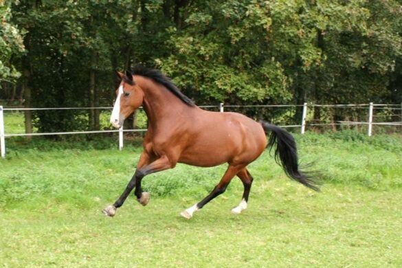 Holsteiner Pferde im Rasseportrait | ehorses Magazin