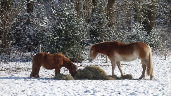 Obst & Gemüse für Pferde: Tabelle zeigt, was erlaubt ist | ehorses Magazin