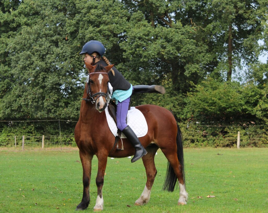 Kleinpferde und Ponys - ehorses Magazin