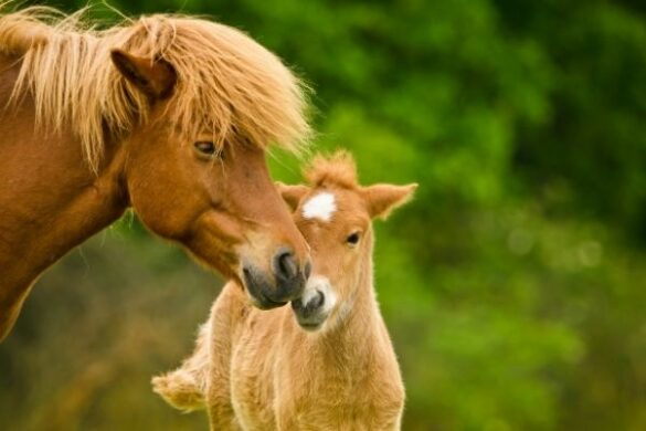 Islandpferd im Rasseportrait | ehorses Magazin