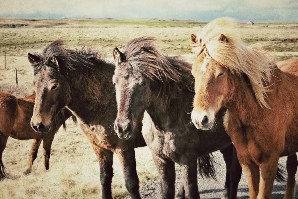 Islandpferd im Rasseportrait | ehorses Magazin
