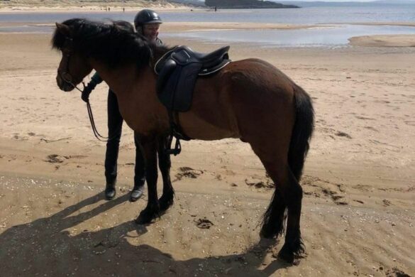 Halla: Leben & Erfolge des Springpferds | ehorses Magazin